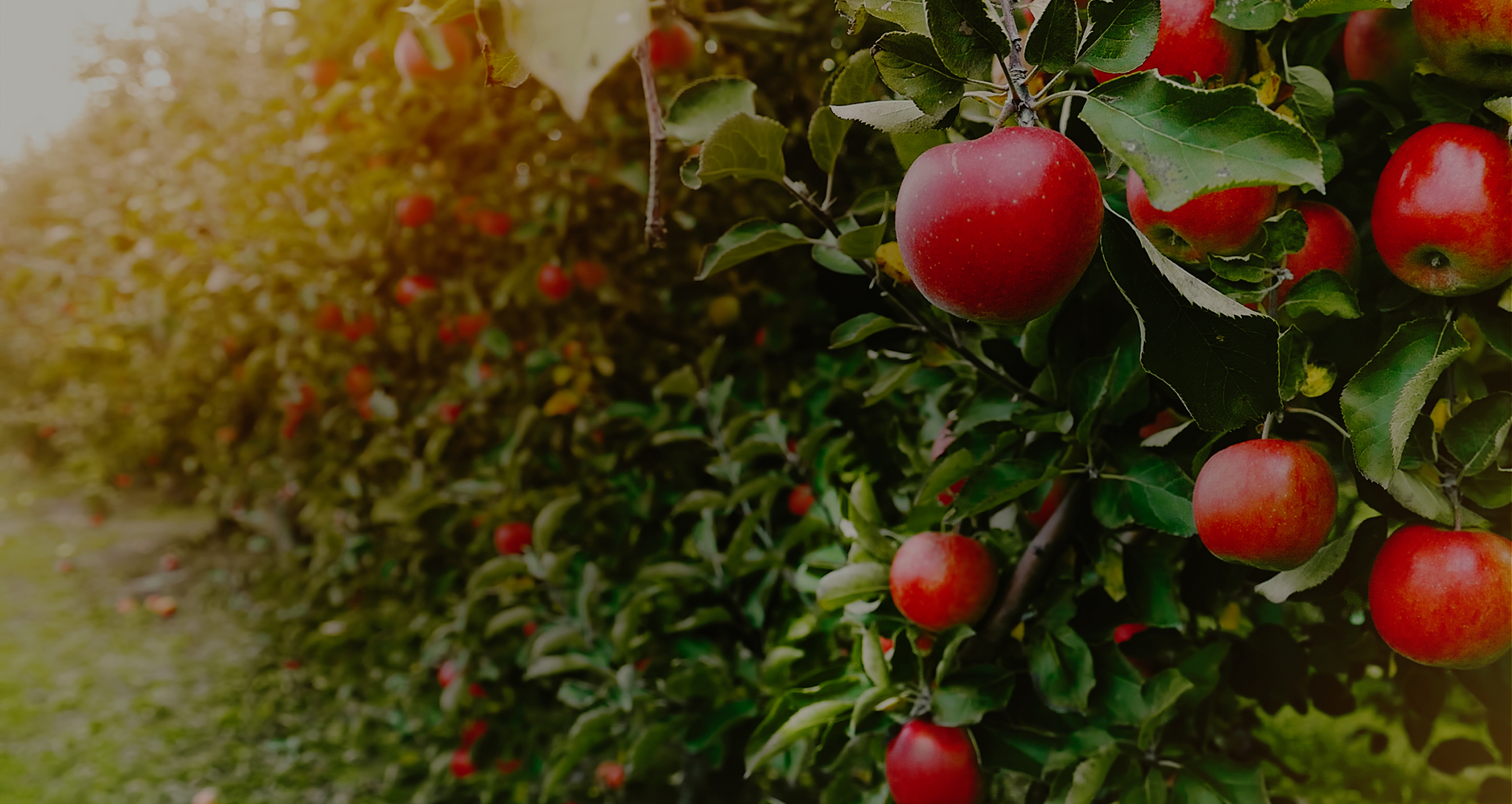 Arbres et Passion | Élagage, entretien et abattage d’arbres
